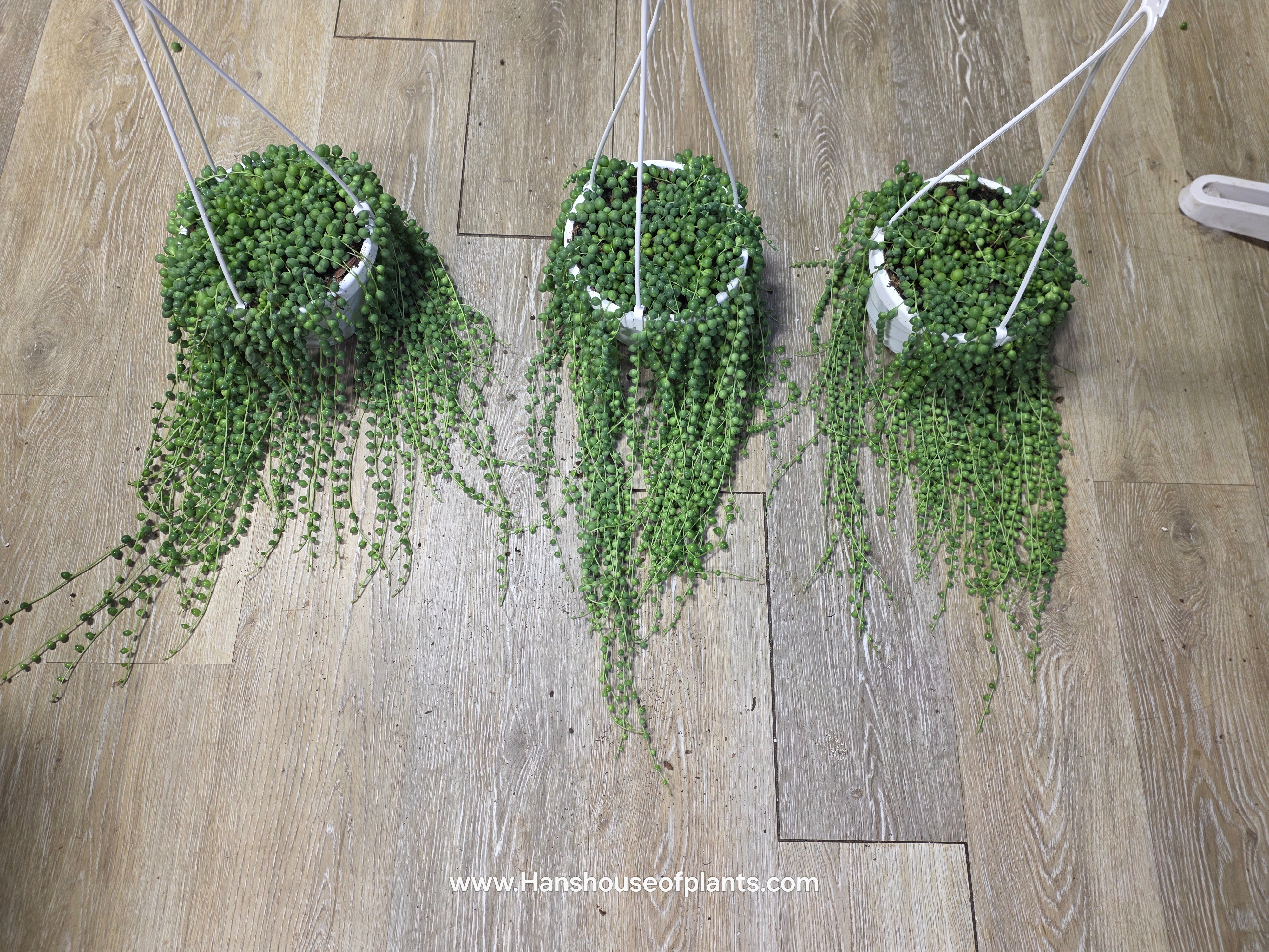 6" HB String of Pearls – Han's House of Plants